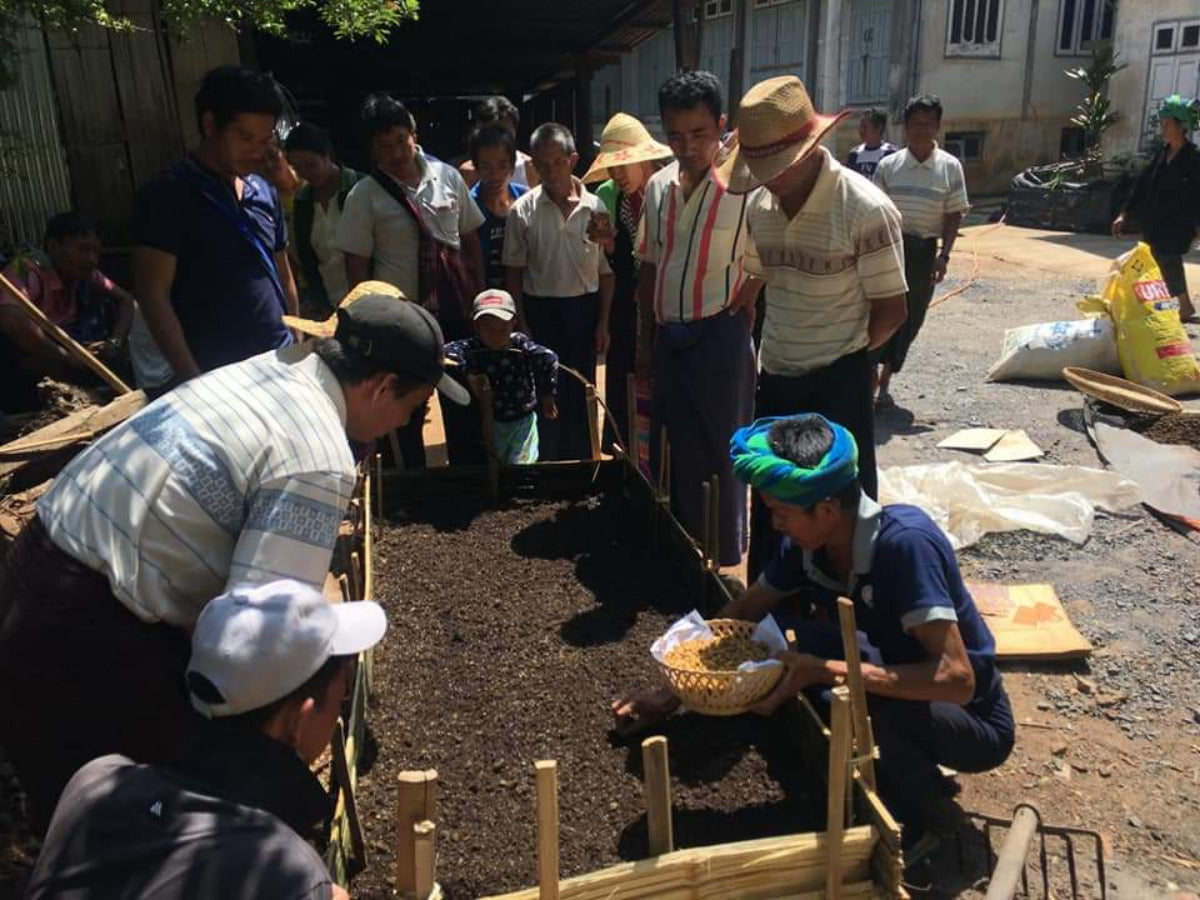 Poppy » Spezialitätenkaffee aus Myanmar | OnlineShop – farmersvaluefirst